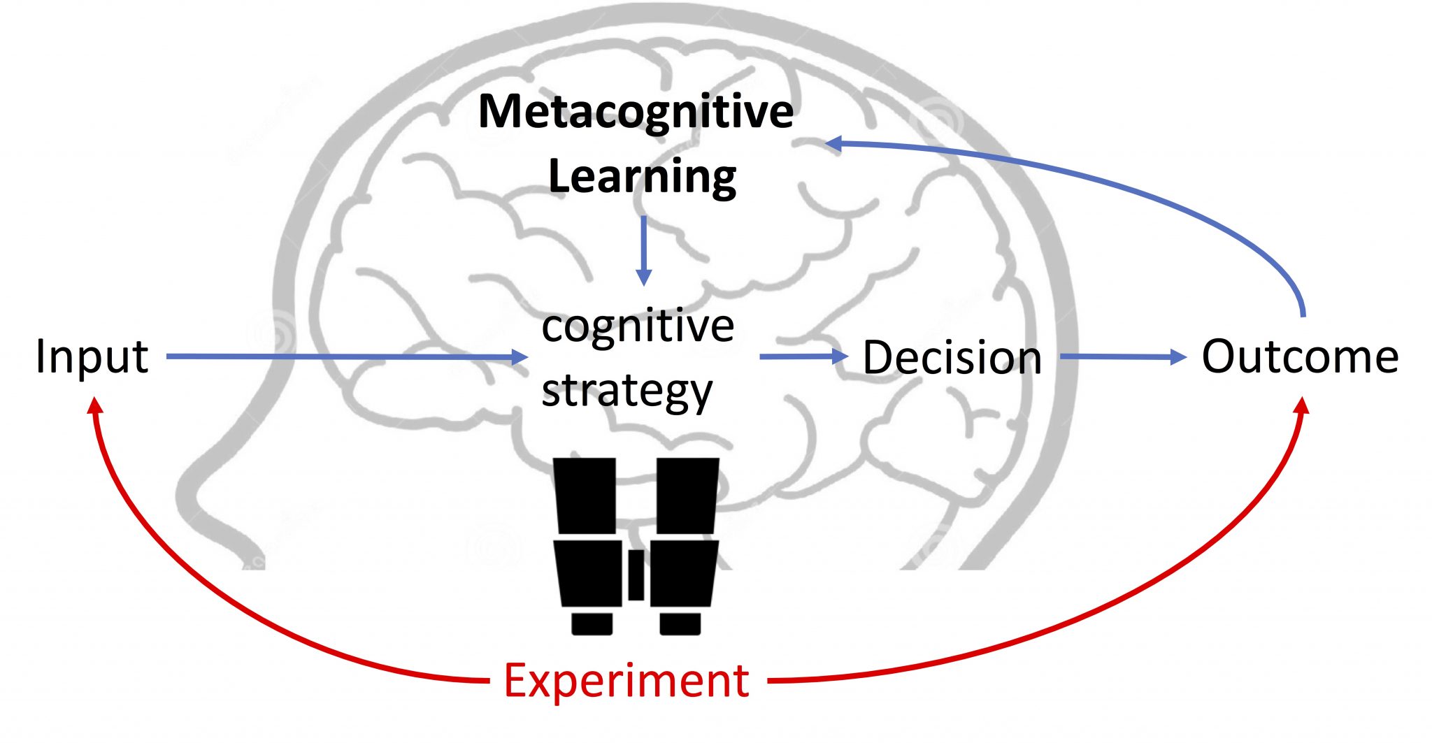 Metacognitive reinforcement learning: do humans learn the way that ...